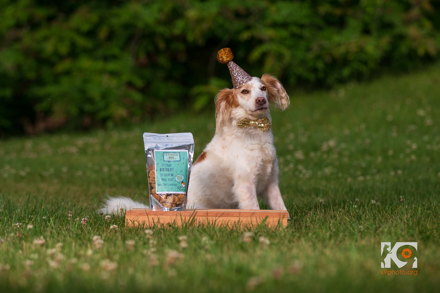 Gift Wrapped Fetching Dog Treats for Every Occasion ...