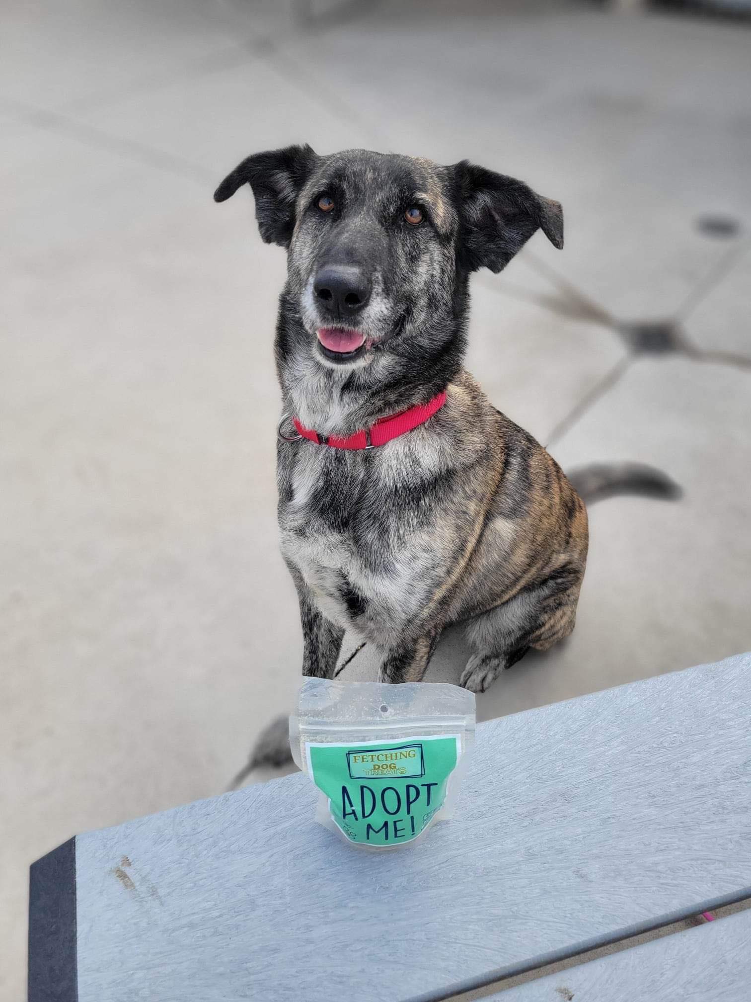 "Adopt Me!" Dog Treats (donate a bag to a shelter pet!) – Fetching Apparel