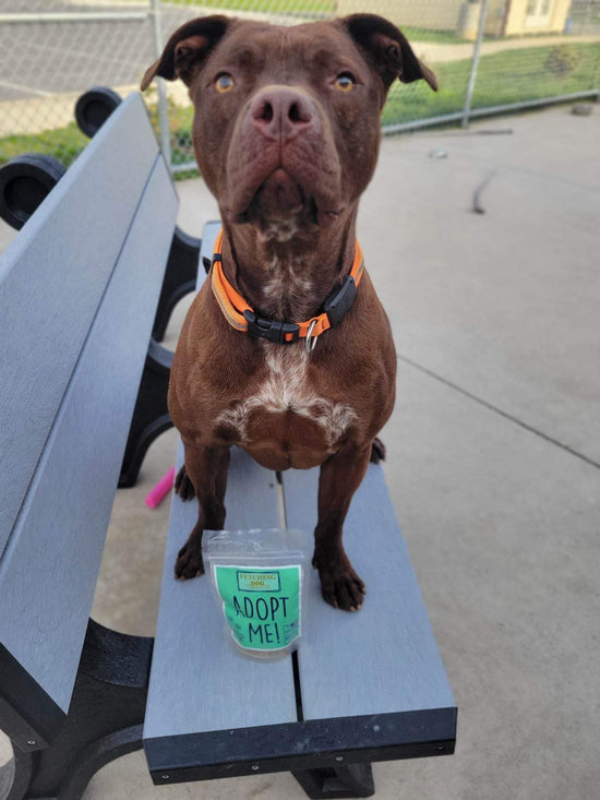 "Adopt Me!" Dog Treats (donate a bag to a shelter pet!) – Fetching Apparel